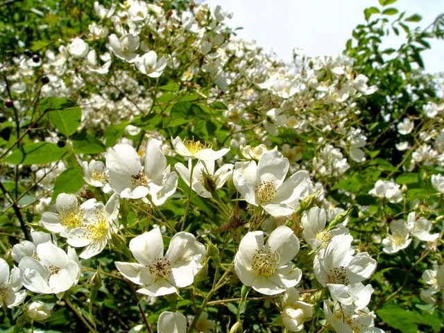 life between the flowers : White Rambling (climbing) Roses Kiftsgate ...