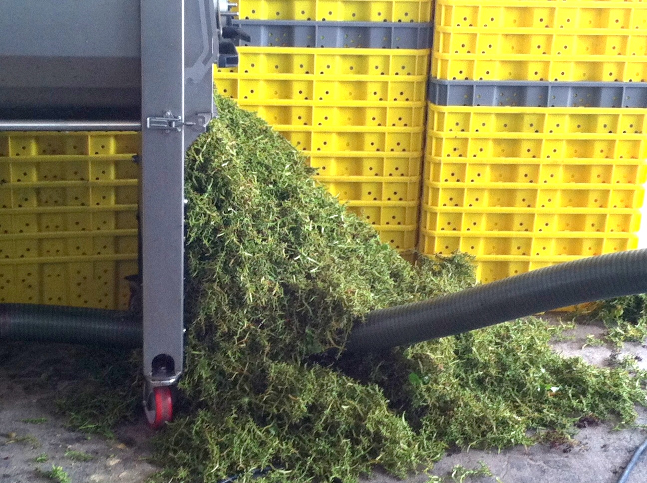 Four Daughters Vineyard & Winery: How to press grapes and start making ...