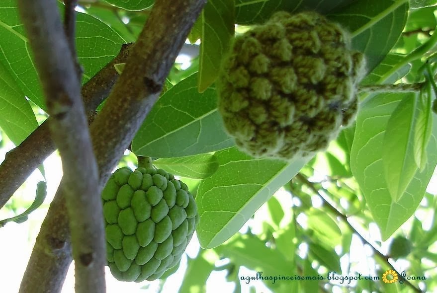 Agulhas e Pinceis: Pinha, Ata, Fruta do Conde em crochê