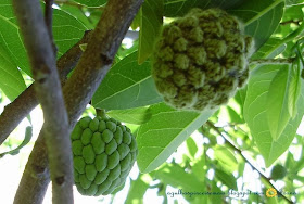 Agulhas e Pinceis: Pinha, Ata, Fruta do Conde em crochê