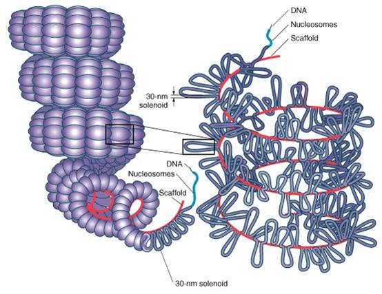 BIOLOGOCALENTANO: DESARROLLO DE LA UNIDAD "3"