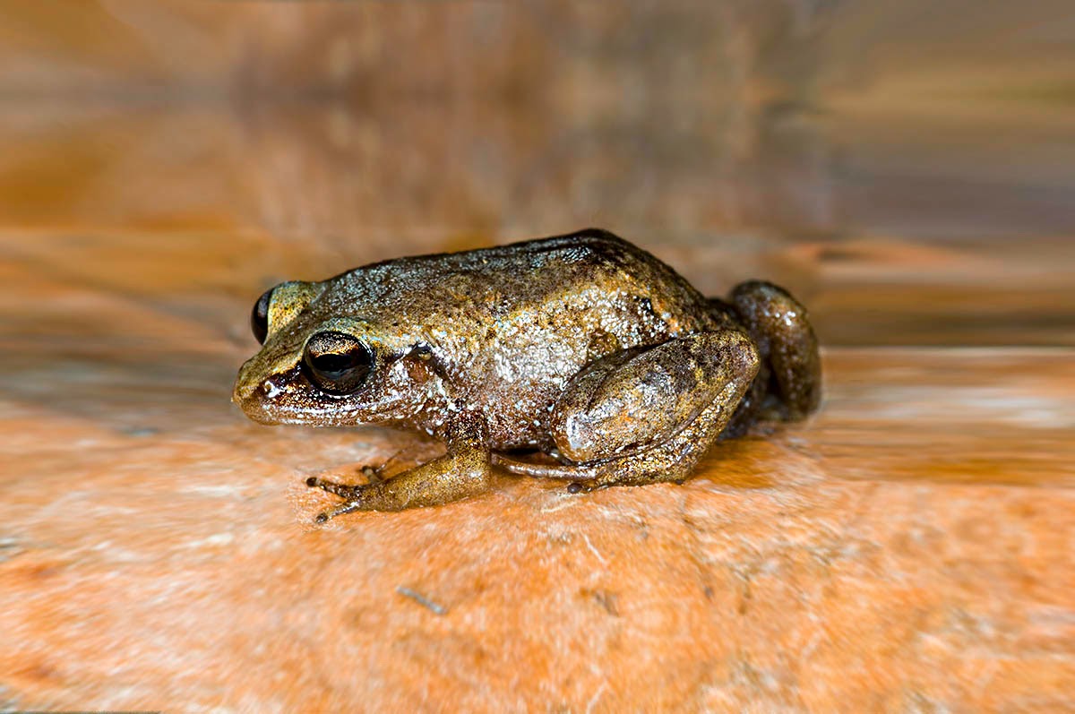 Puerto Rico, Isla Bella !!!: Coquí Duende...