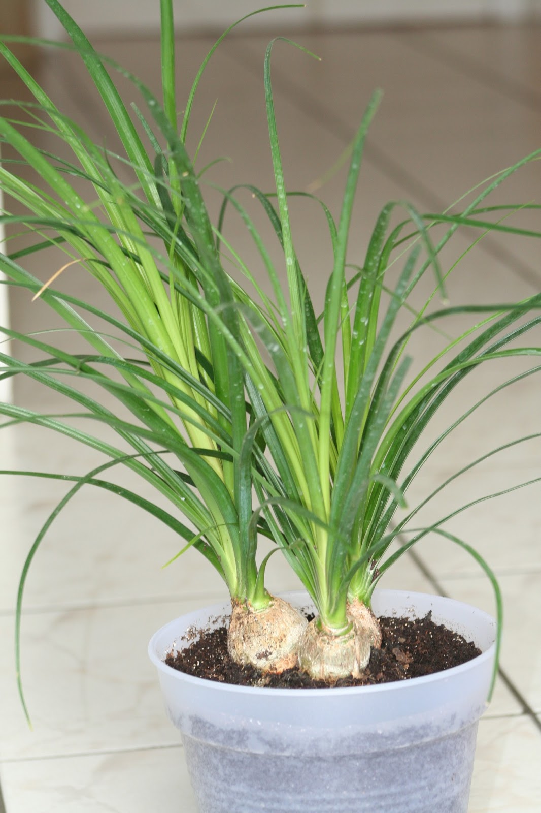 PlantWerkz Ponytail Palm Beaucarnea Recurvata PlantWerkz Ponytail Palm Beaucarnea Recurvata