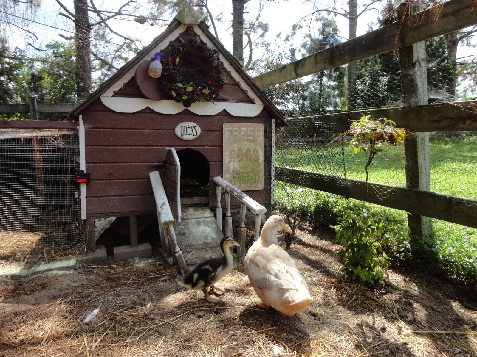 Beginners Guide to Raising Ducklings - Fresh Eggs Daily® with Lisa Steele