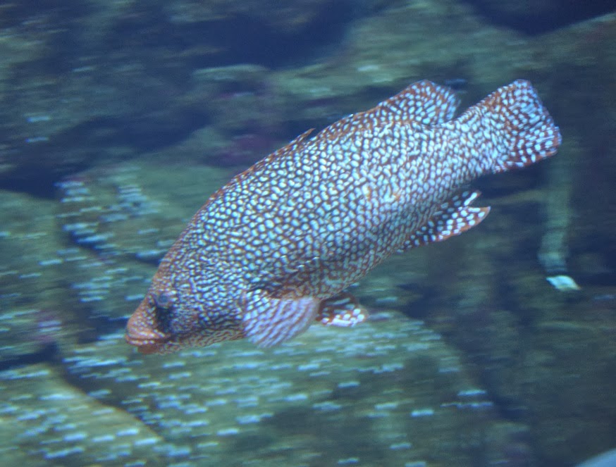 ZOOTOGRAFIANDO (6.057 ANIMALS): MARAGOTA / BALLAN WRASSE (Labrus bergylta)