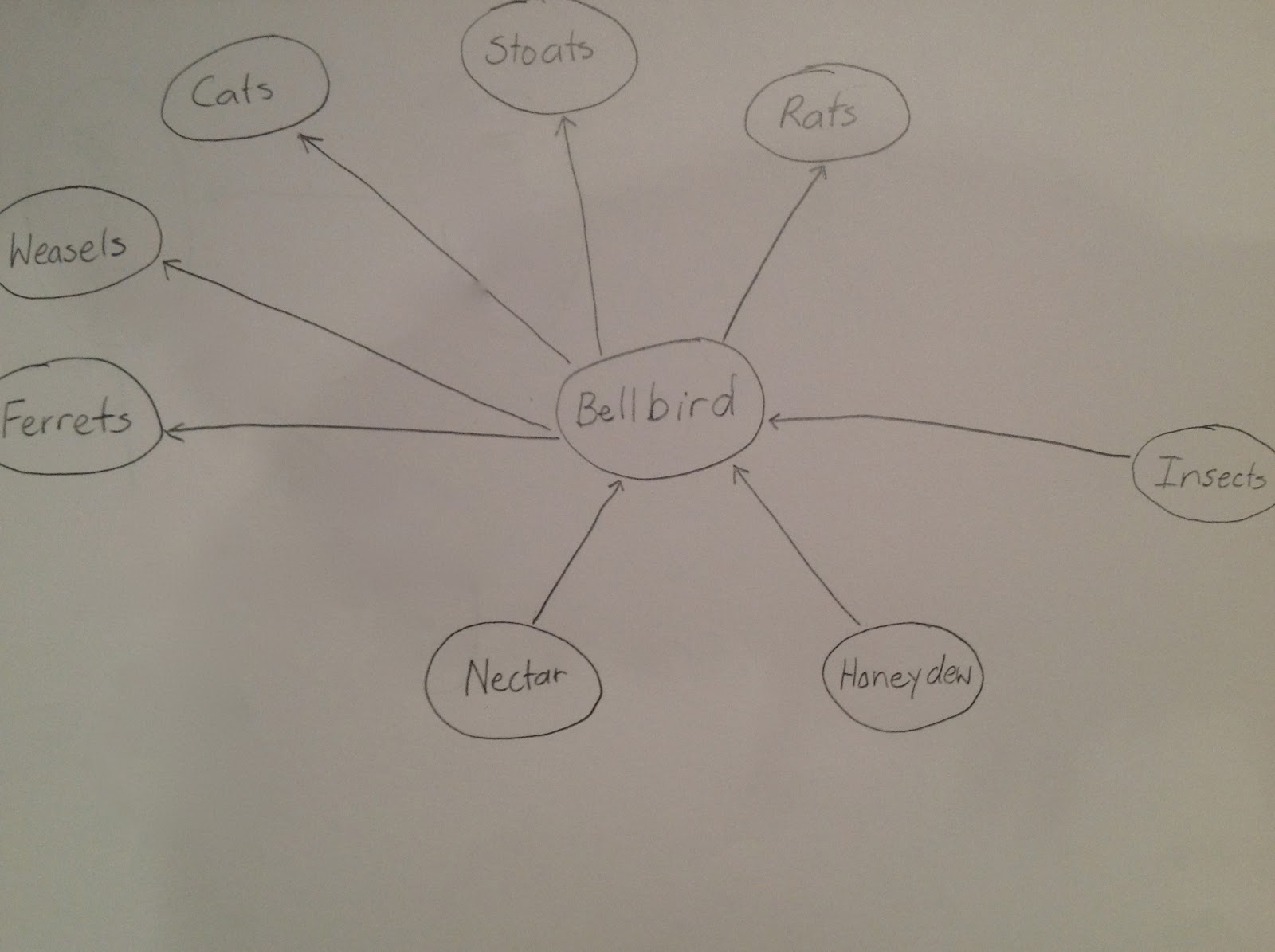 New Zealand Bellbird: NZ Bellbird: Food Webs