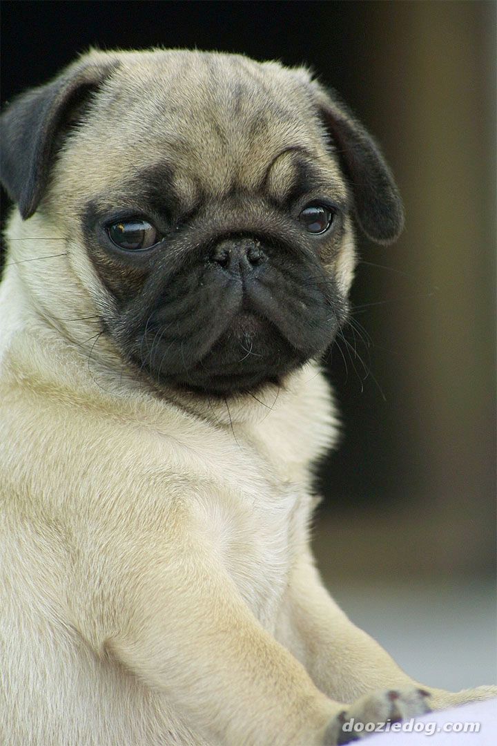 Cute Puppy Dogs: Cute Pug Puppies