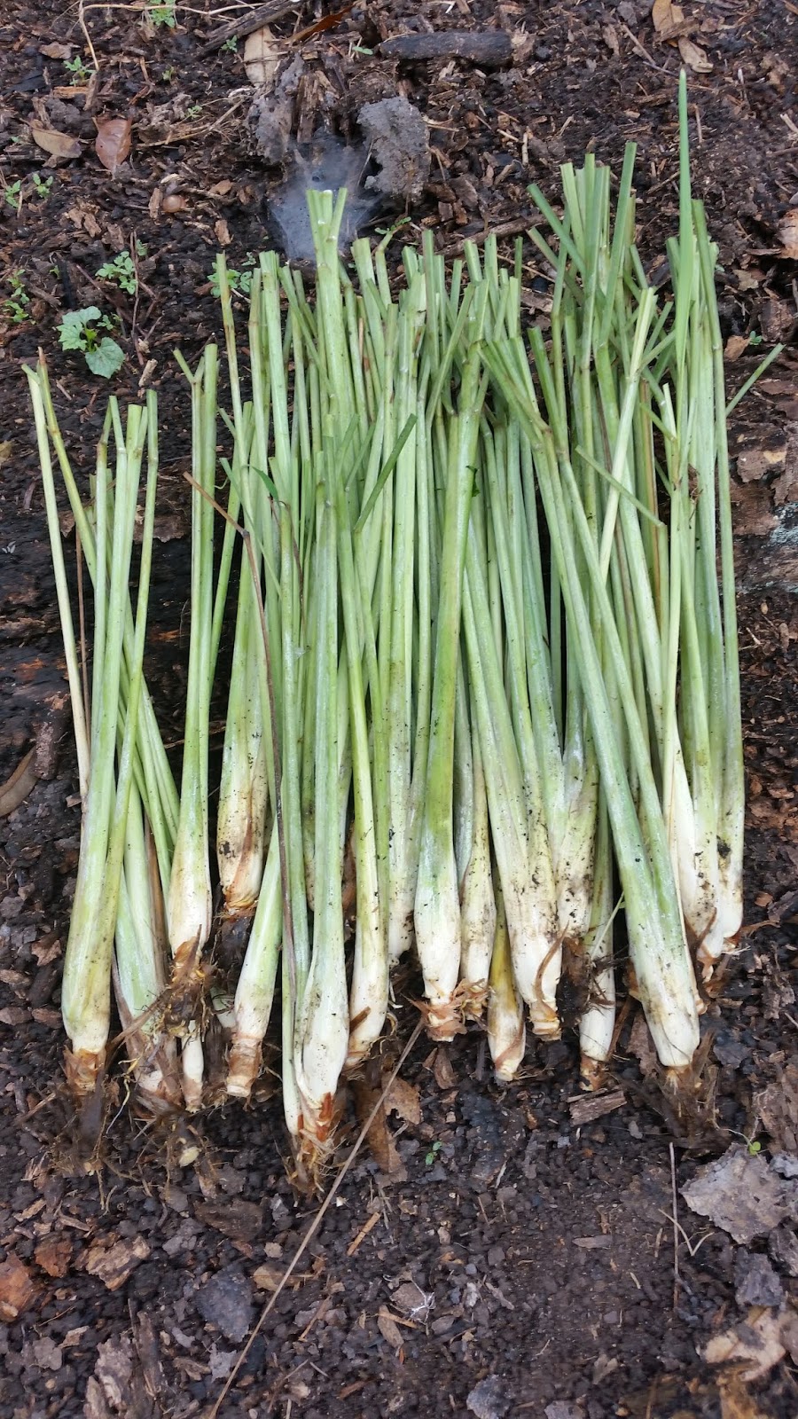 Warisan Petani: Menanam Serai