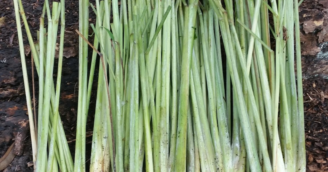 Warisan Petani: Menanam Serai