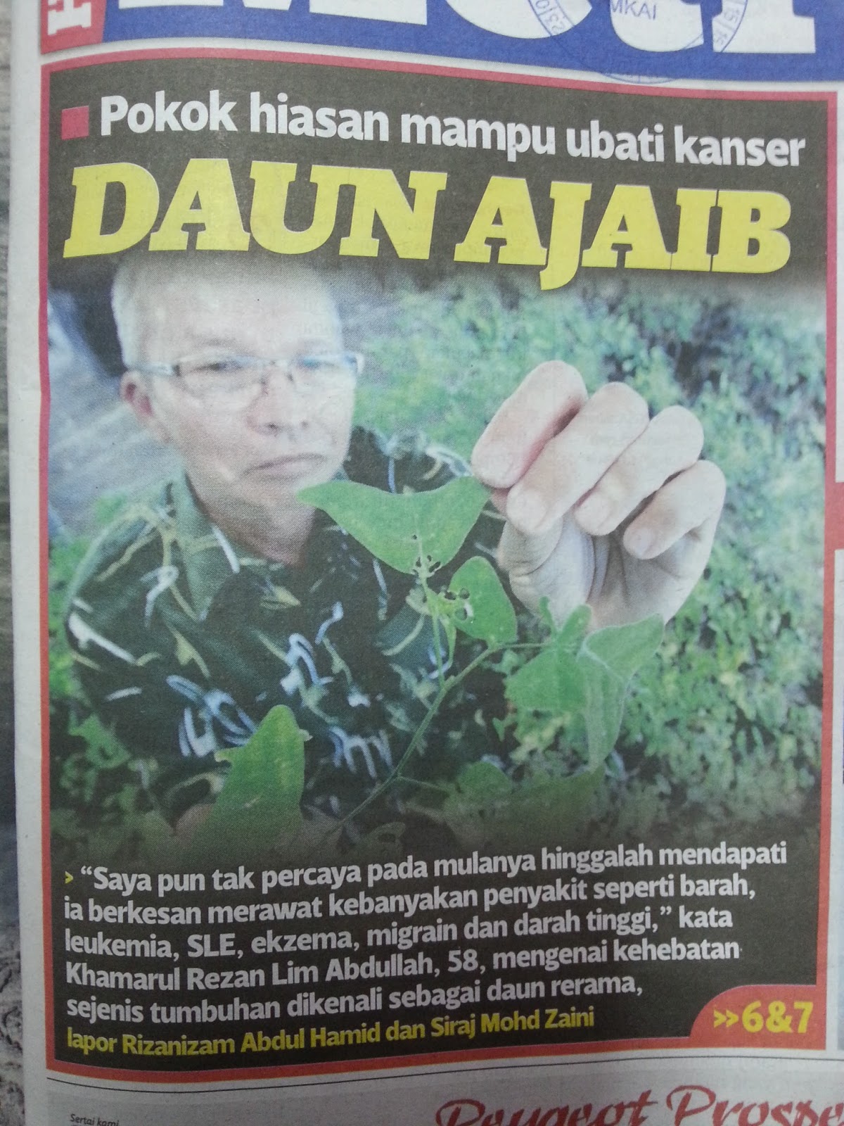 kekalcantik&sihat: daun rerama ubati kanser