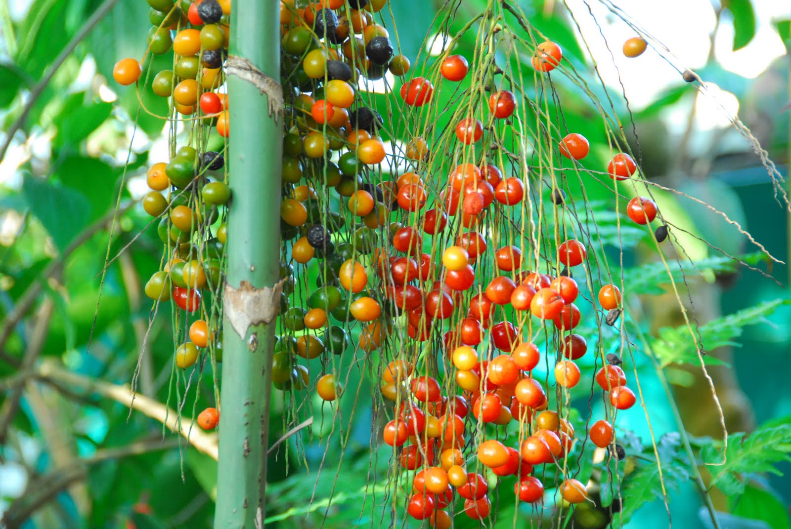 firebird landing: tropical berries