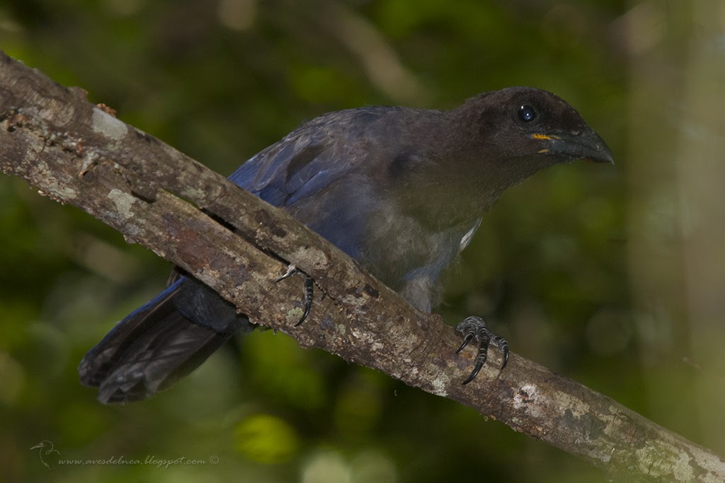 Aves del Nea: Urraca morada (Purplish jay) Cyanocorax cyanomelas