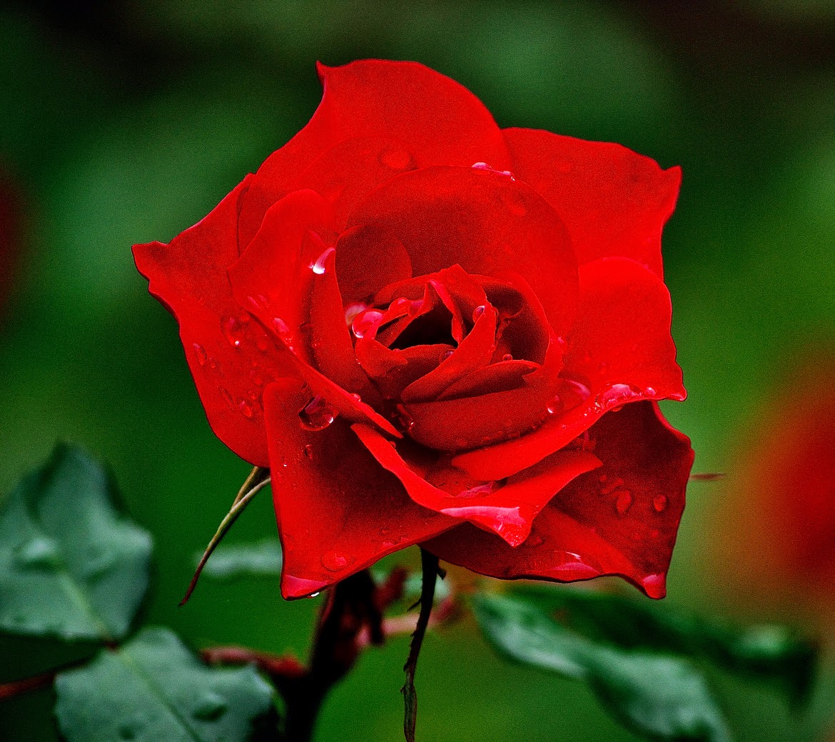 Ver imagenes de rosas - Imagui