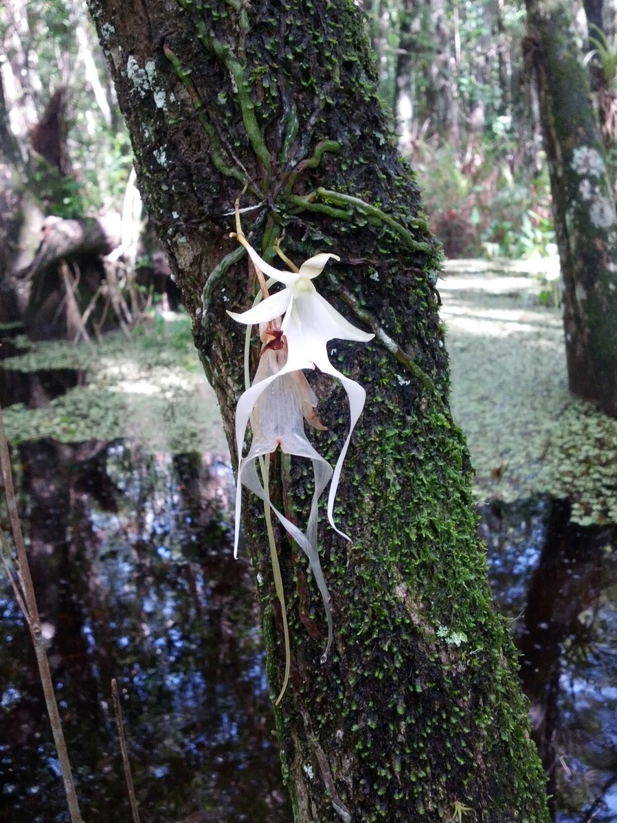 Tough Terrain: Ghost Orchids