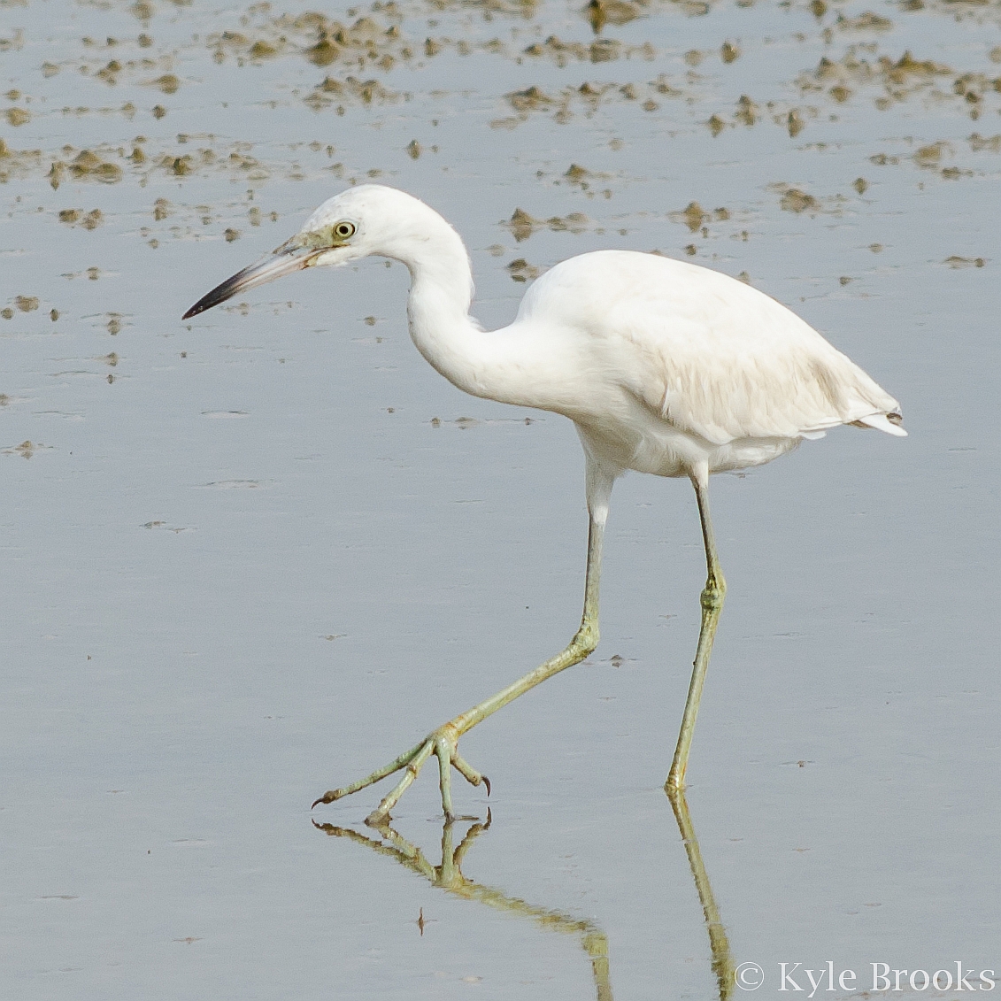 On the Subject of Nature: A Little Blue Heron in the Salt Marsh