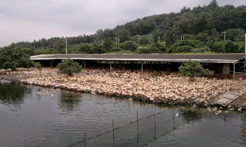 Duck Farming | Modern & Mixed Farming System