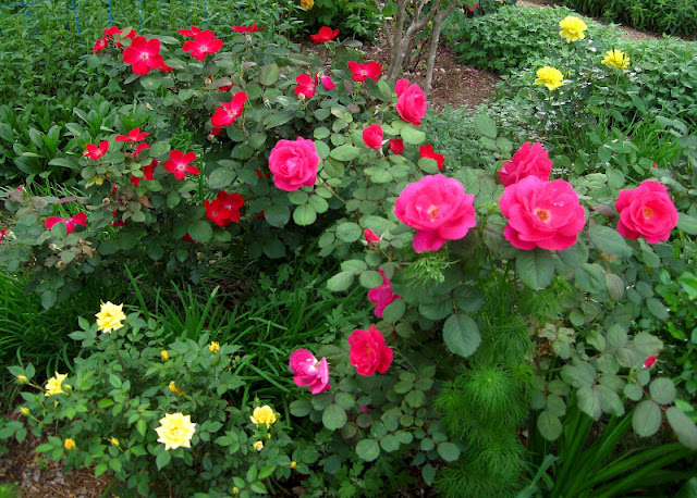 Donald's Organic Texas Garden: 04/05/12