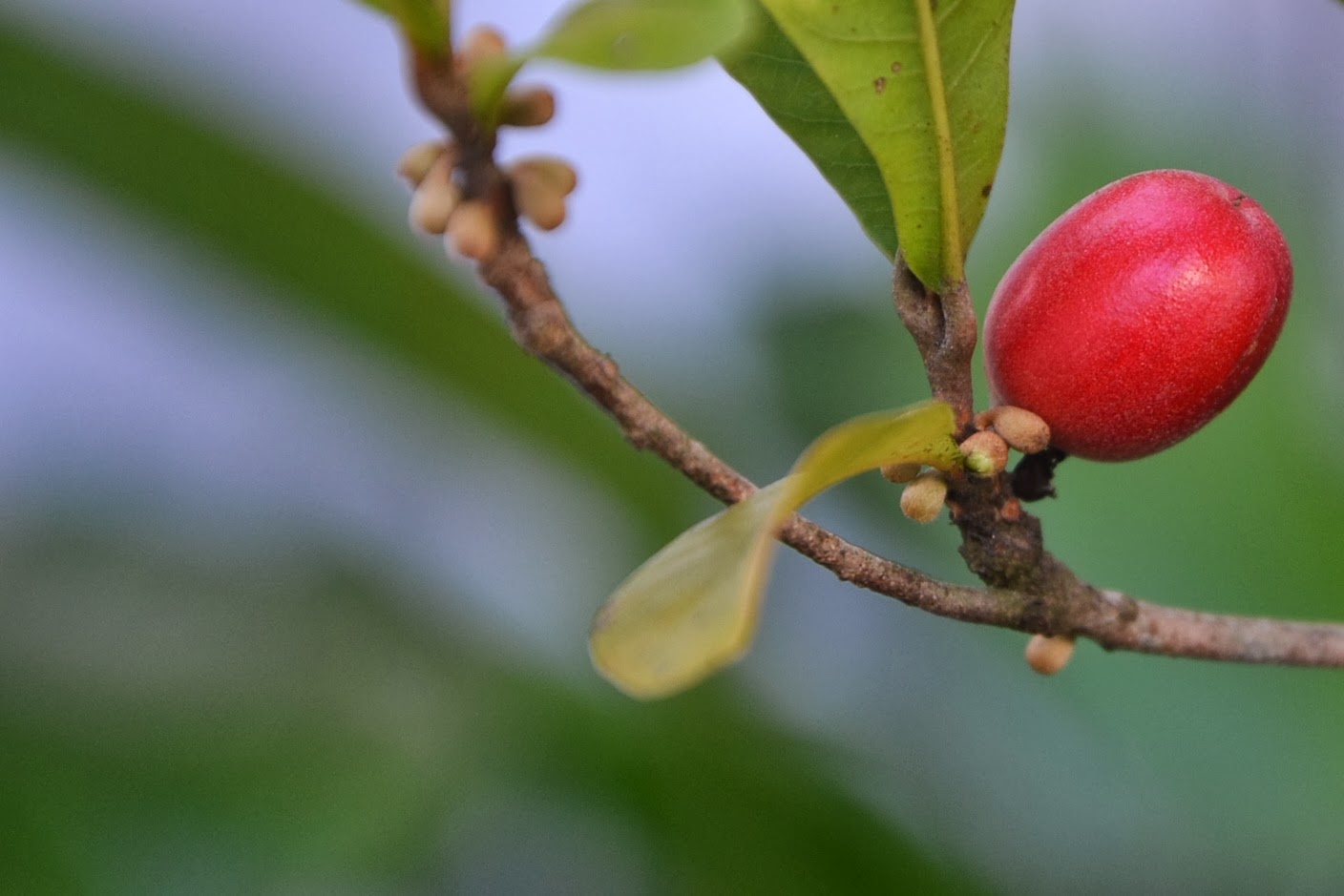 My little vegetable garden: Seven red fruits, magical.