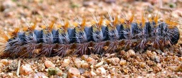 Improlax srl: La processionaria: Un parassita da temere.