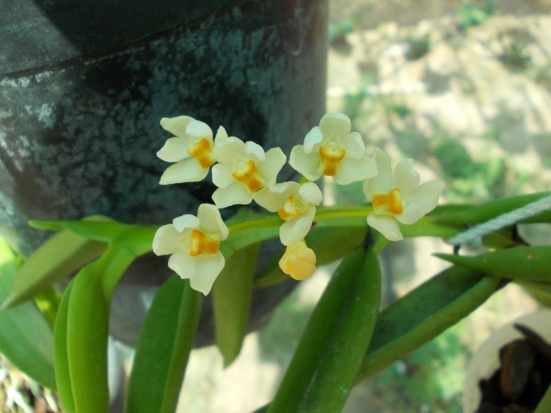 蘭花的故事: Thrixspermum subulatum 厚葉風鈴蘭