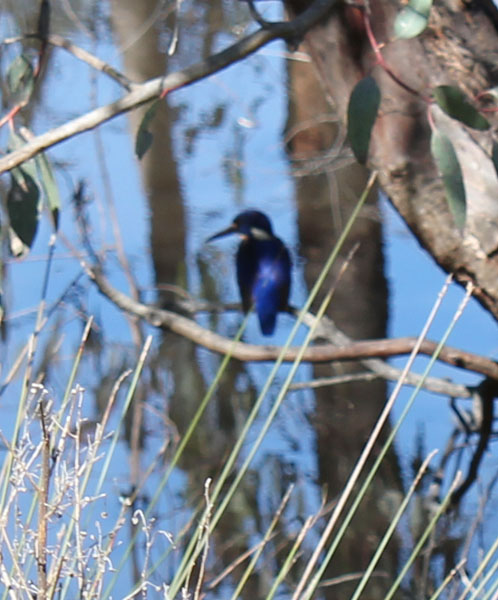 Kath Fries Studio: Bird life in the Wonga Wetlands