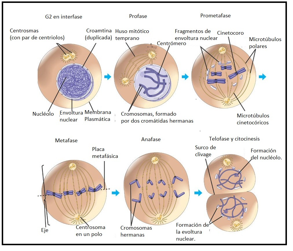 División Celular: Ciclo celular