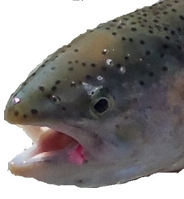 Country Kids on the Fly - Fly Tying: Crystal Spawn