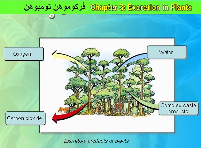 SMK Datuk Menteri SAINS PMR: Excretory in Plant / Perkumuhan dalam Tumbuhan