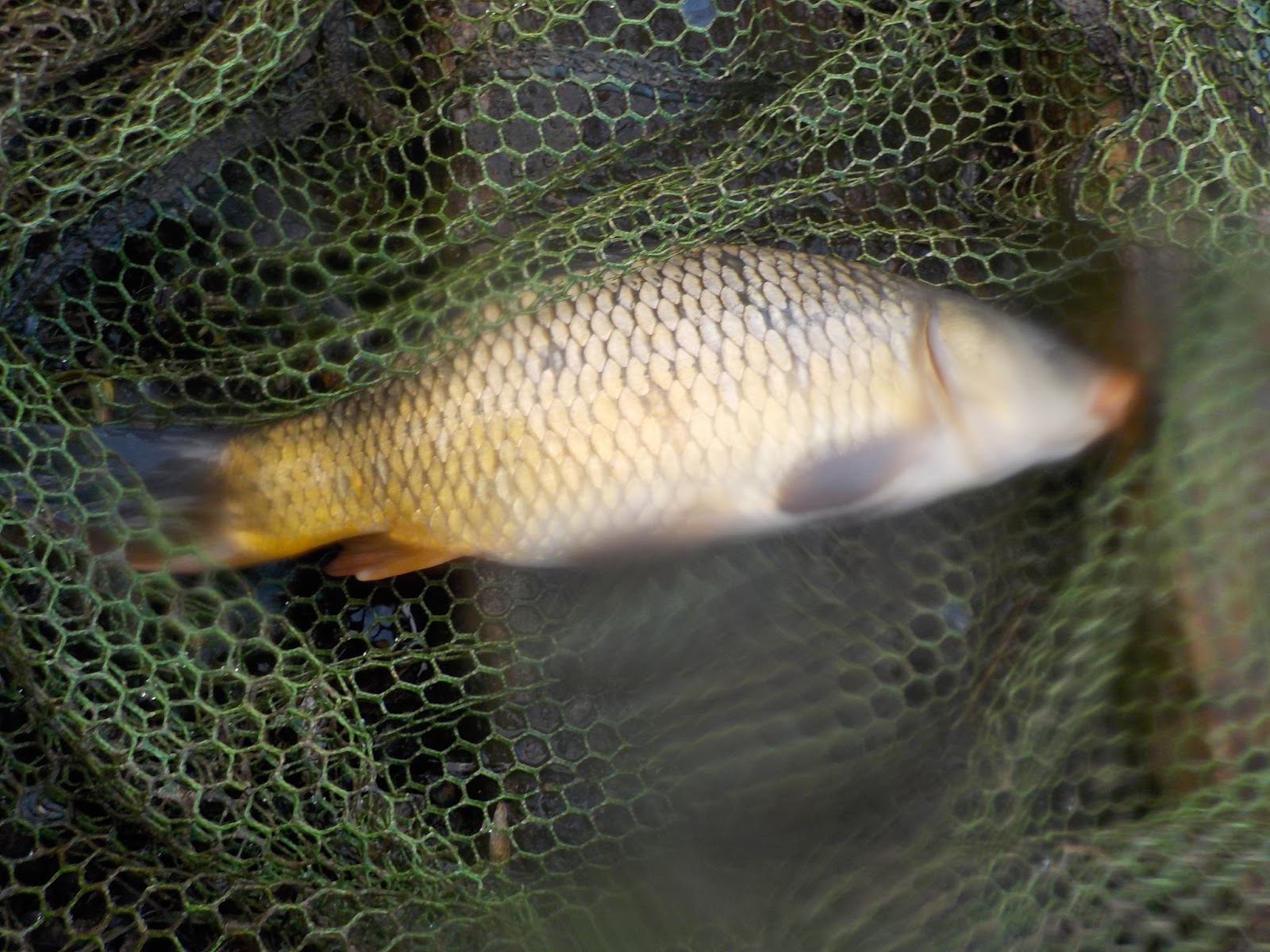 Ken's Fishing Tales: 2018 01 March 7th Dunks Pond, Holland, Oxted, Surrey