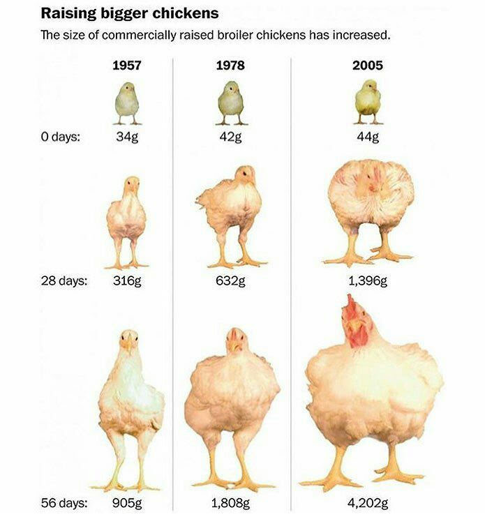 Et in Interrete Ego: Raising bigger chickens