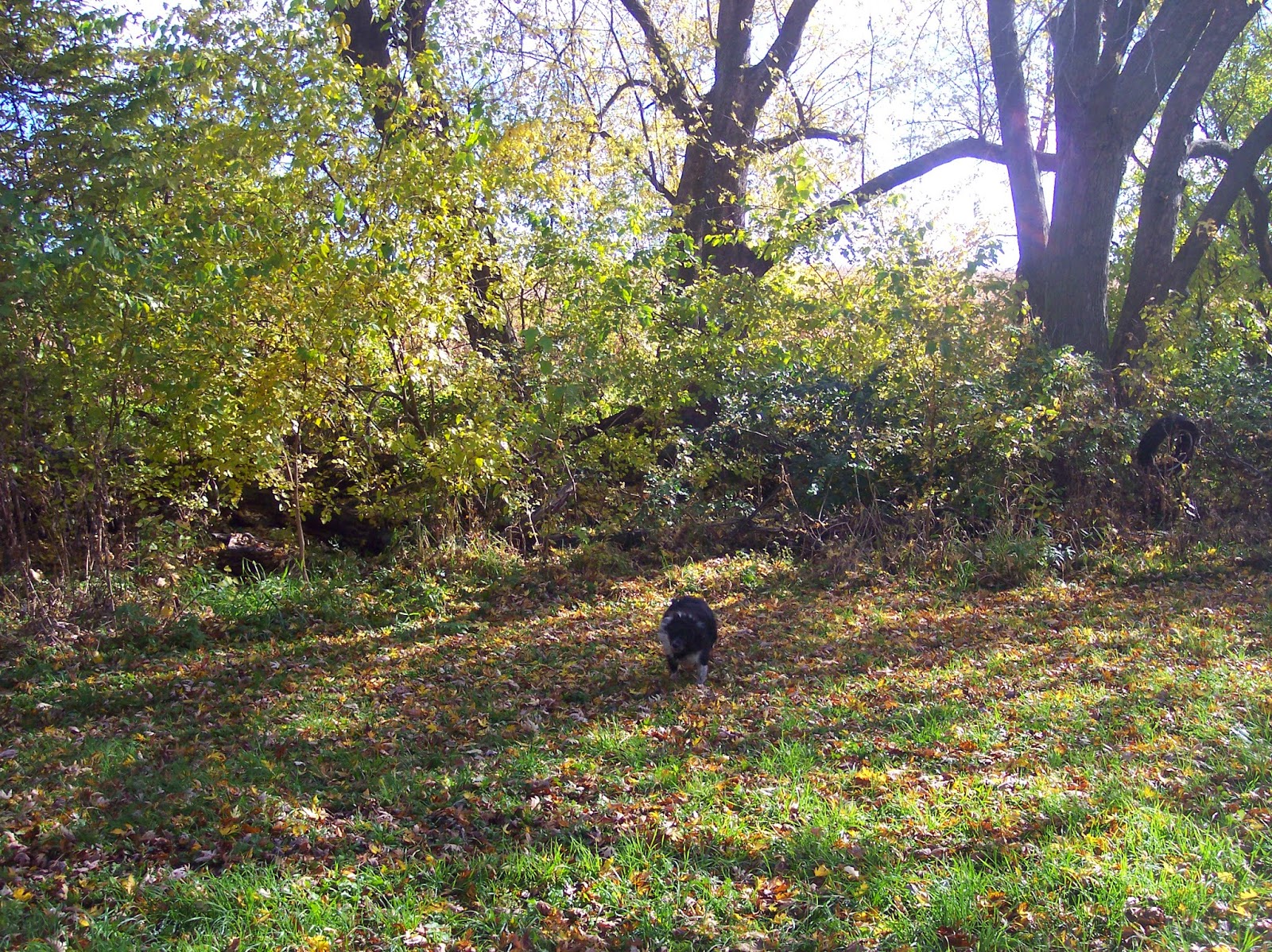 Pine View Angus Farms