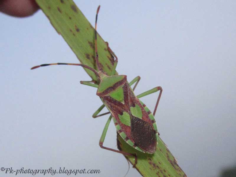Box Bug-Gonocerus acuteangulatus | Nature, Cultural, and Travel ...