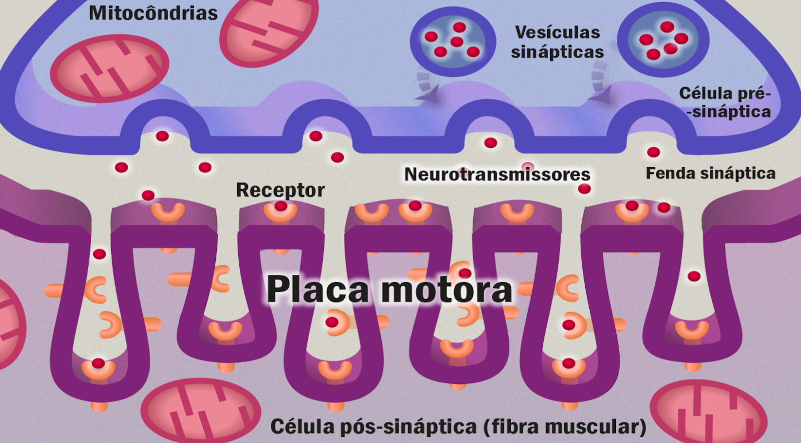 Plantando Ciência: Junção Neuromuscular