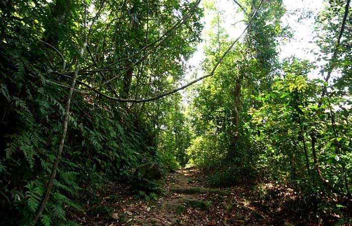 Rain forest In Sri Lanka | Discover Sri Lanka - Travel & Tourism Guide