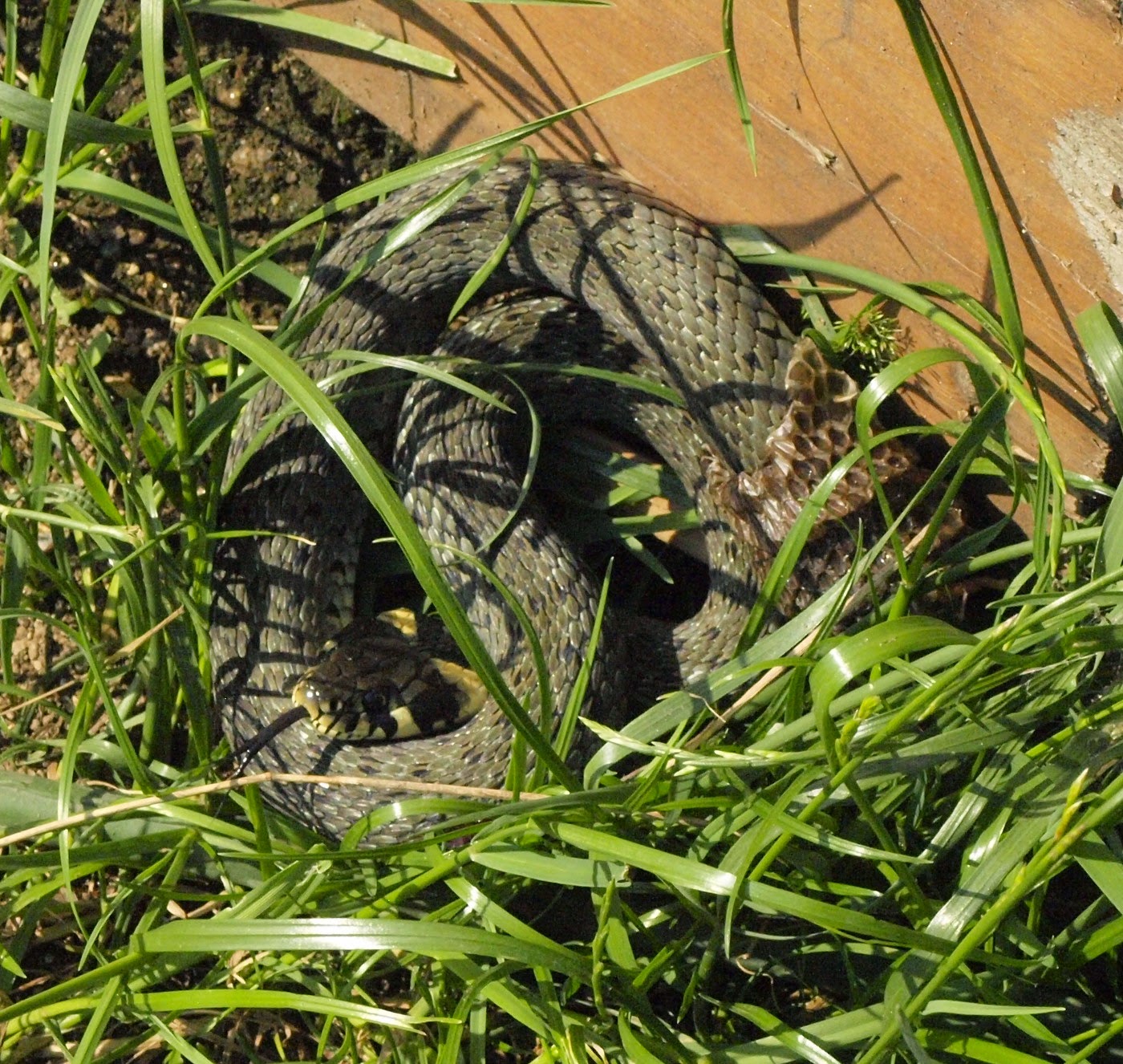 Nachrichten aus dem Hochwald: Ringelnatter, Natrix natrix, der gute ...