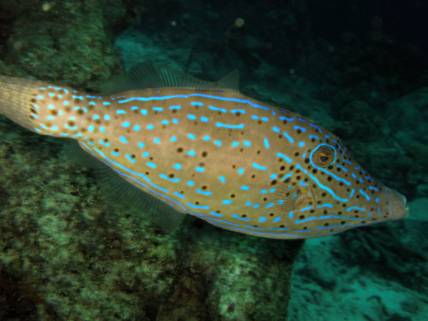 Rambling Jill: Filefish