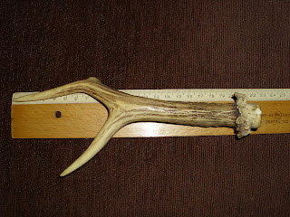 Vind corn de cerb , 5 ramuri si corn caprior 2 ramuri