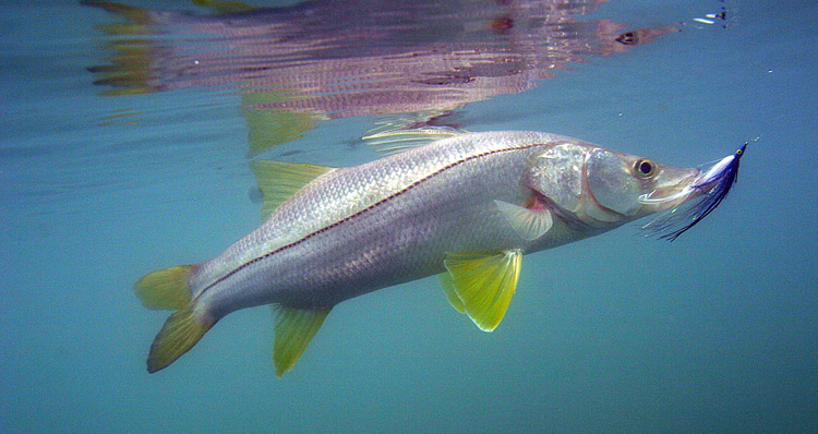 Artes de Pesca: VAMOS A PESCAR RÓBALO