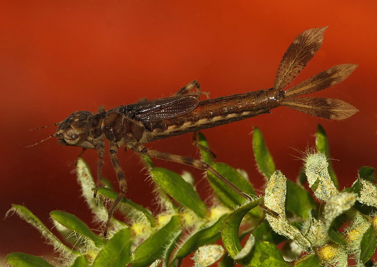 Kent Dragonflies: The Large Red Damselfly Nymph