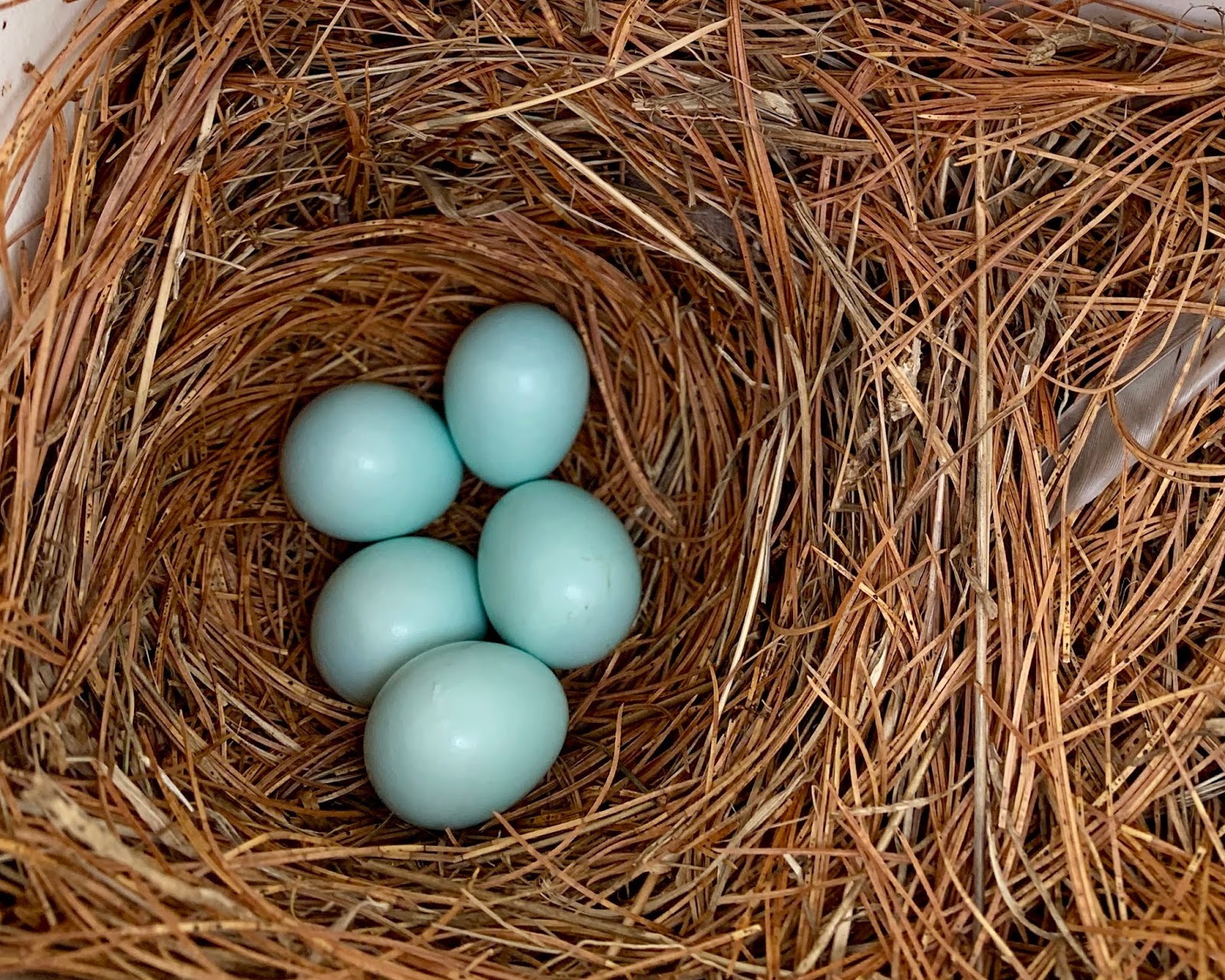 Red House Garden: Honeymoon