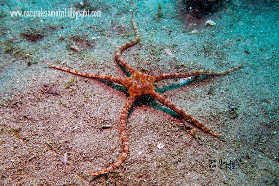 Naturaleza y Fotografía en Motril: Ophioderma longicaudum
