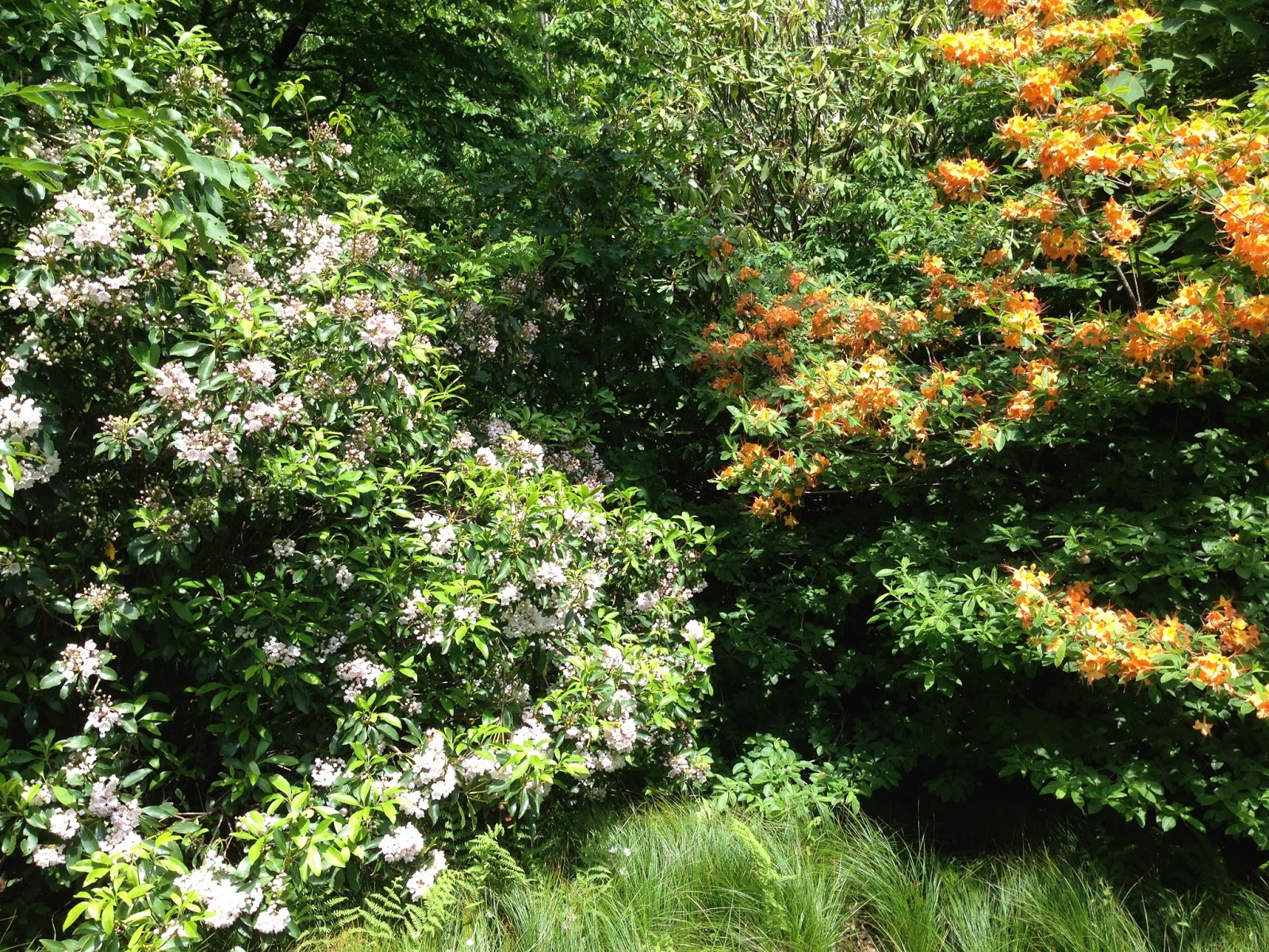 Hiking the Appalachian Balds: Spence Field