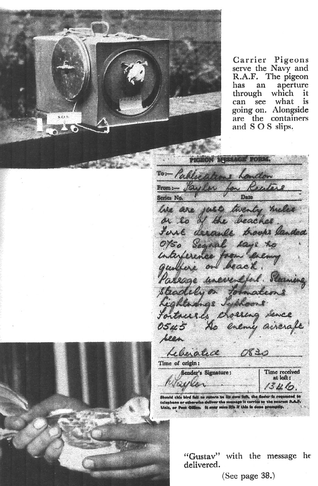 World War 2 History and the WW2 Pigeons: Pigeons in World War II by ...