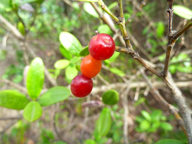 permapoesis: Symbol-free feeding (on the coast again)