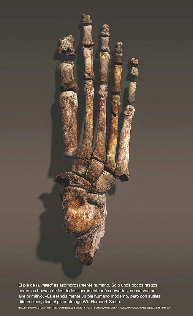 espeleobloc: Quasi humans?