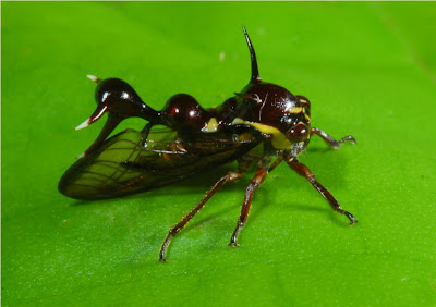 pixpeedia: The ugliest insects in the world