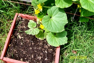 GRANDBOB'S GARDEN: Simple Composting and Compost Screening Tool to Make