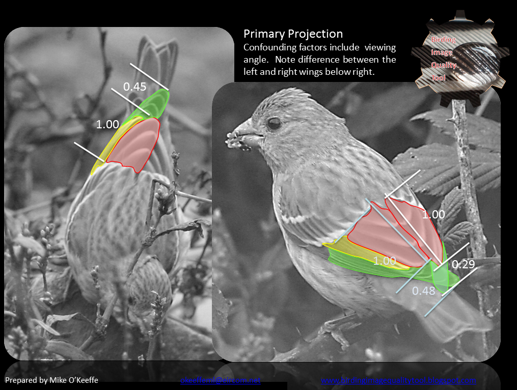 Raptor and pipit ID, SE Romania | BirdForum