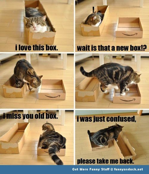 Cute Cat and Funny Cat: i love this box. wait is that a new box!? i ...