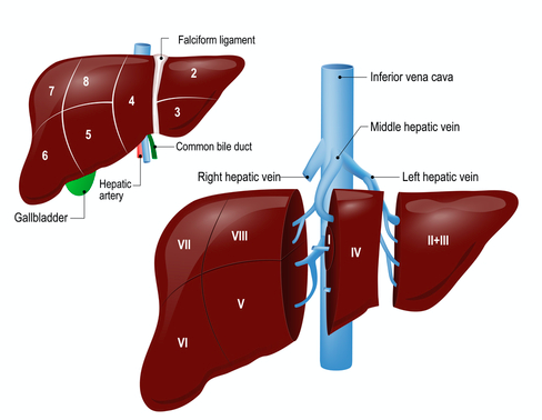 Anatomia del higado